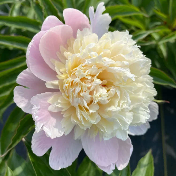 Peony Season: Celebrating Indiana’s State Flower — Pine & Posey