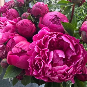 Peony Season: Celebrating Indiana’s State Flower — Pine & Posey