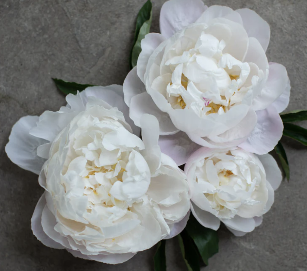 Peony Season: Celebrating Indiana’s State Flower — Pine & Posey