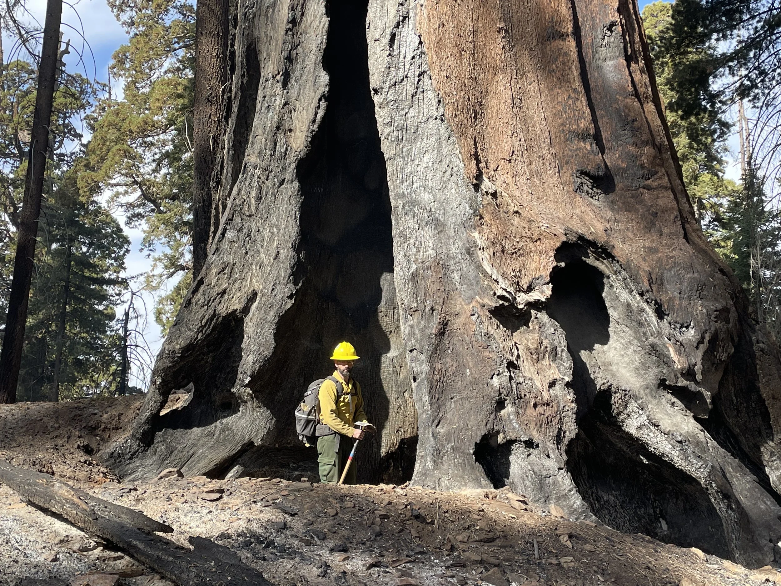 The Giant Sequoia Mortician — Plug Tone Audio