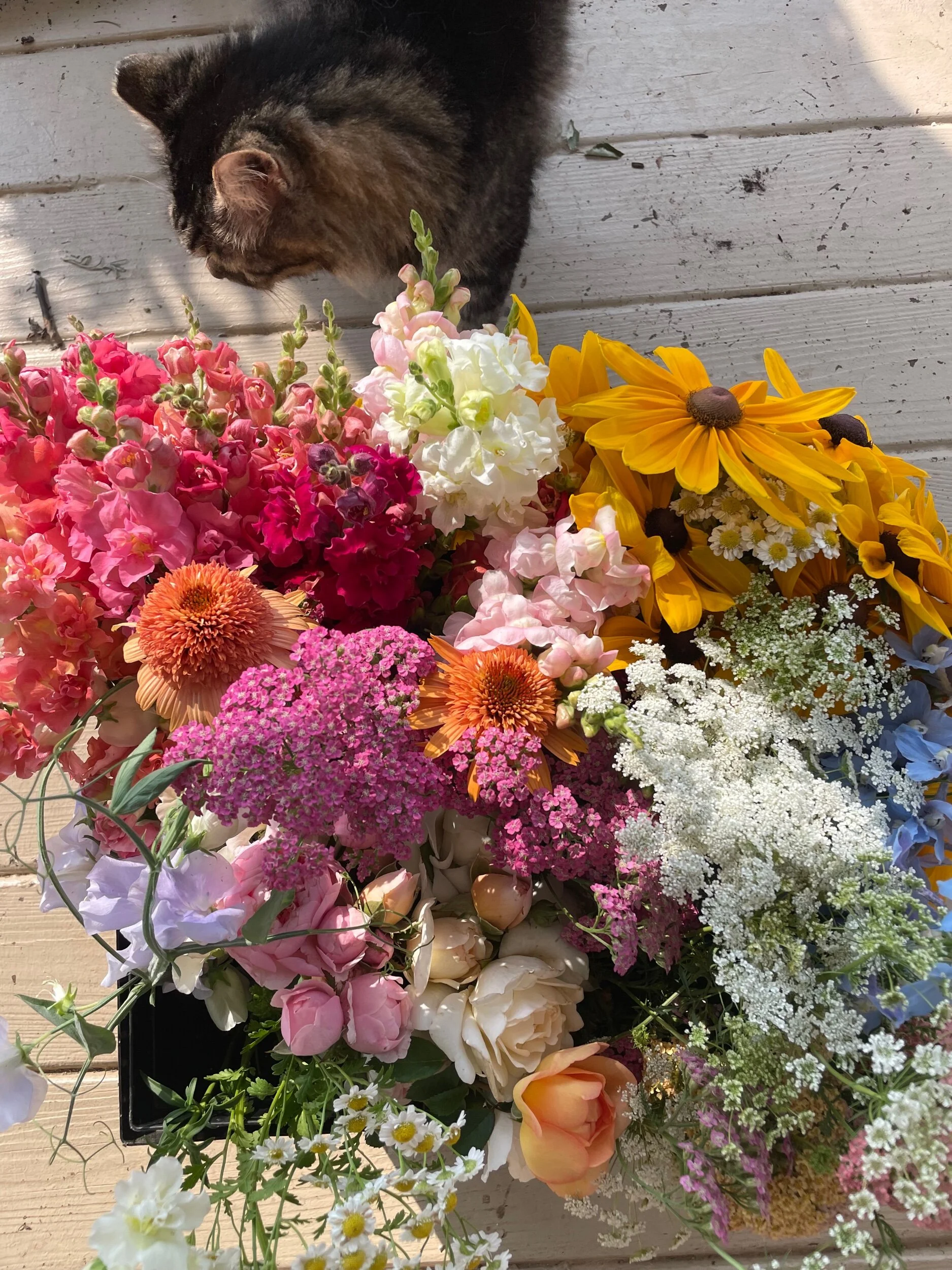 Store — Daily Farm