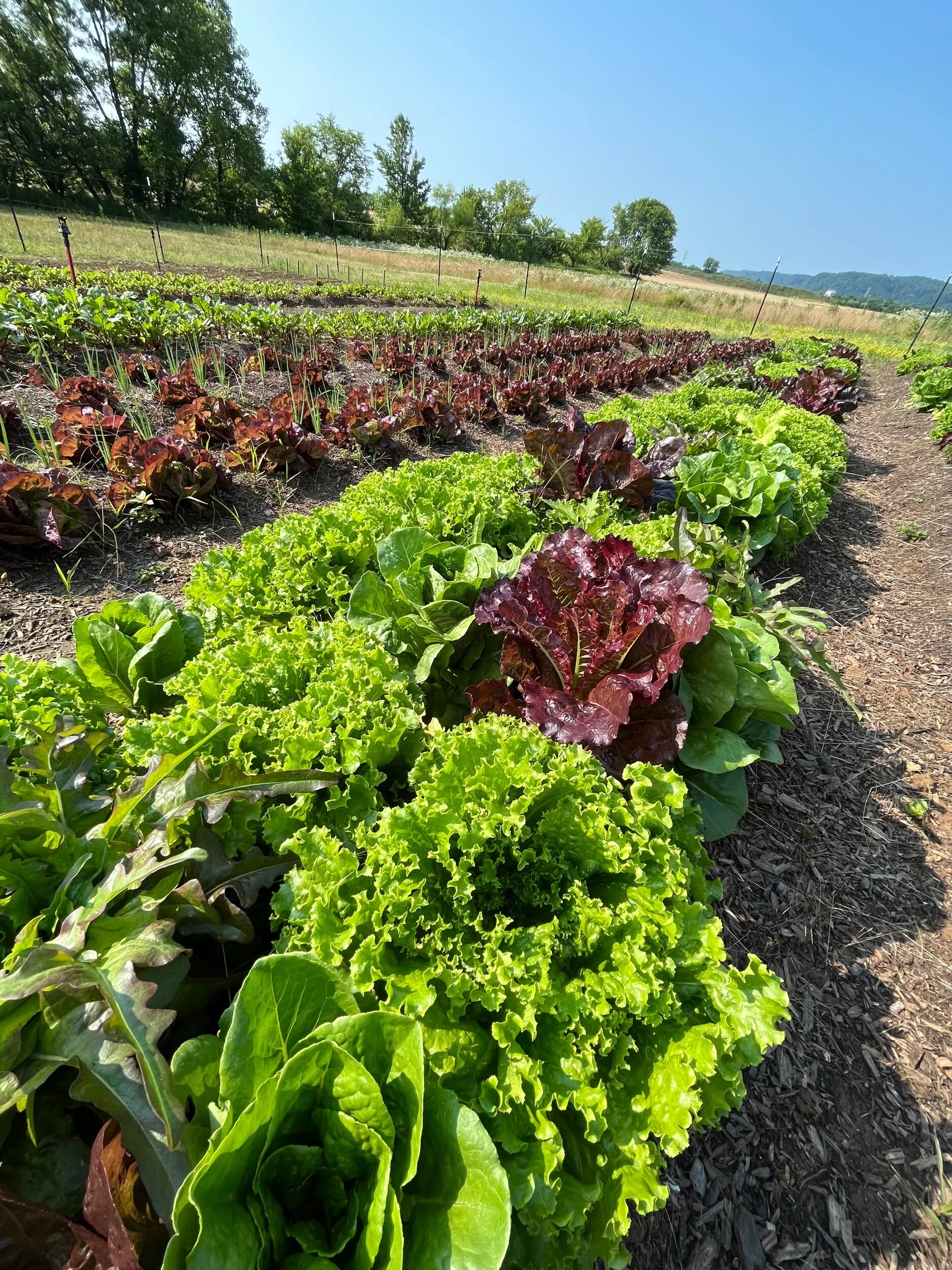 Store — Daily Farm