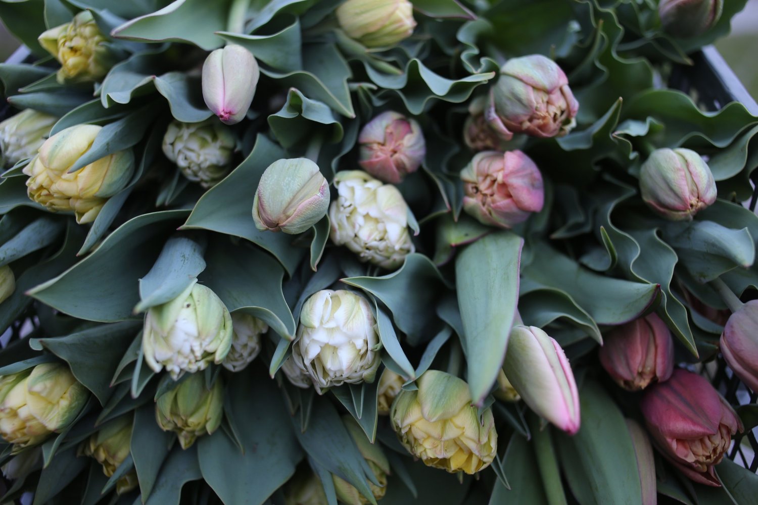 Store — Daily Farm