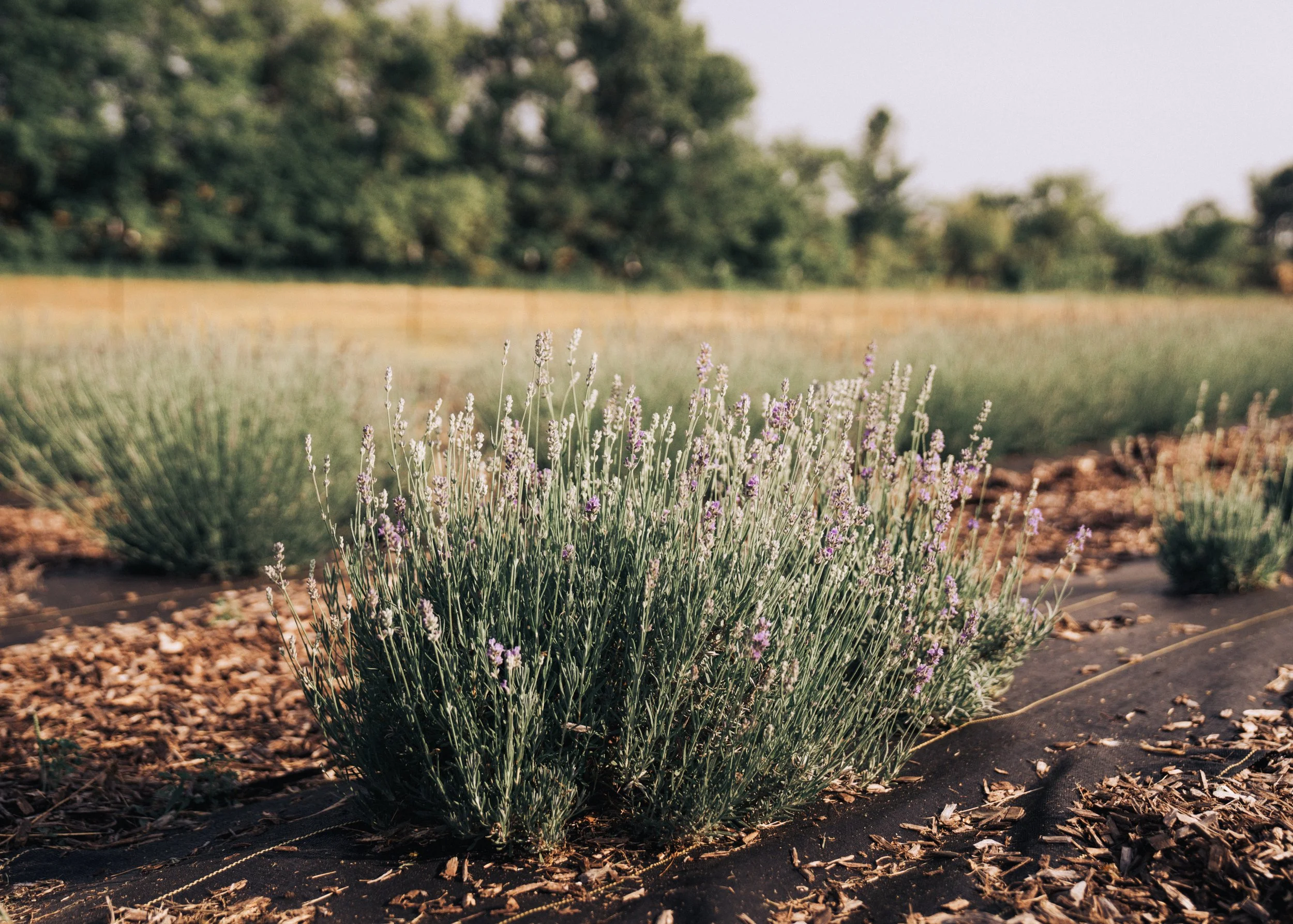 Daily Farm - Flowers and Produce
