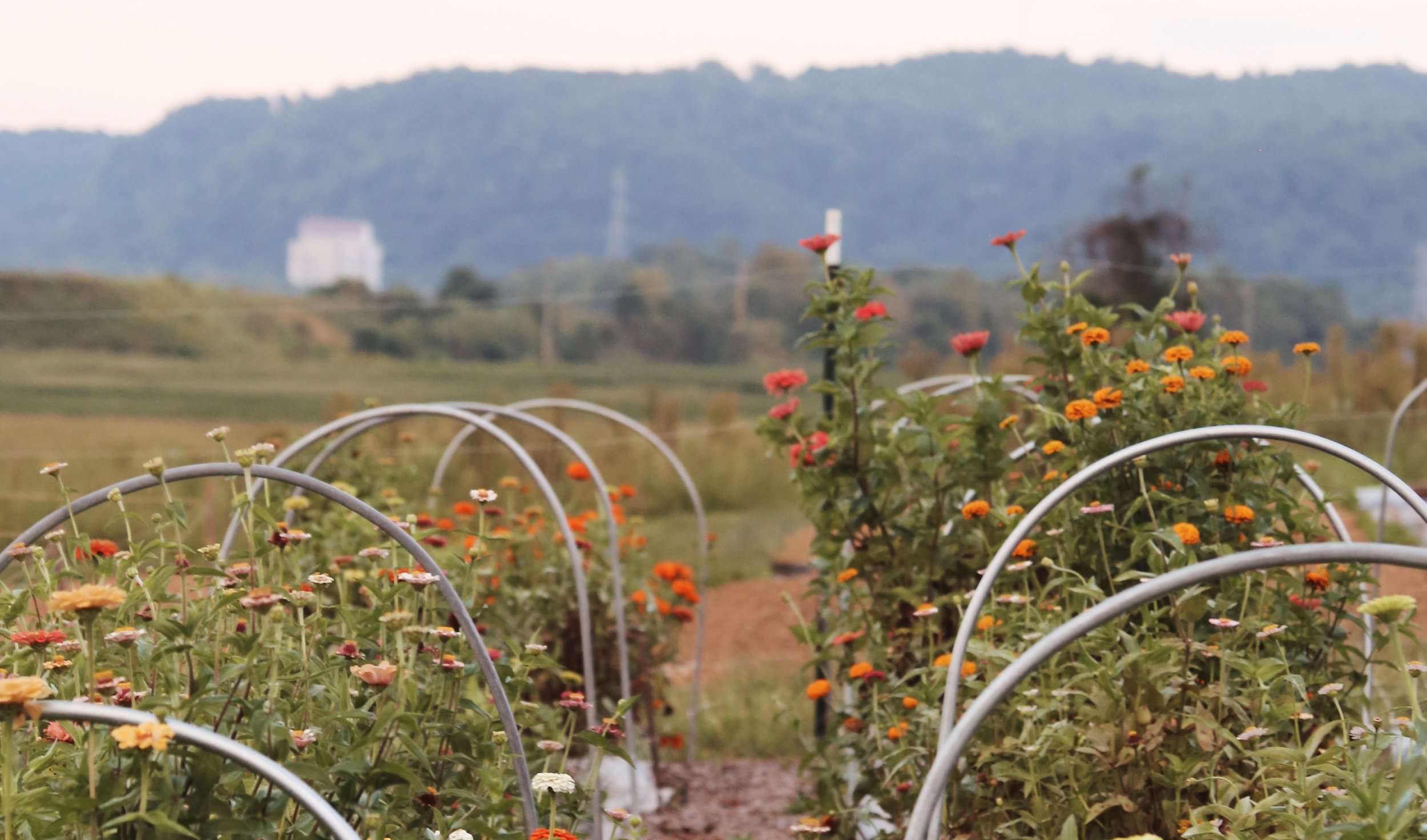 Daily Farm - Flowers and Produce