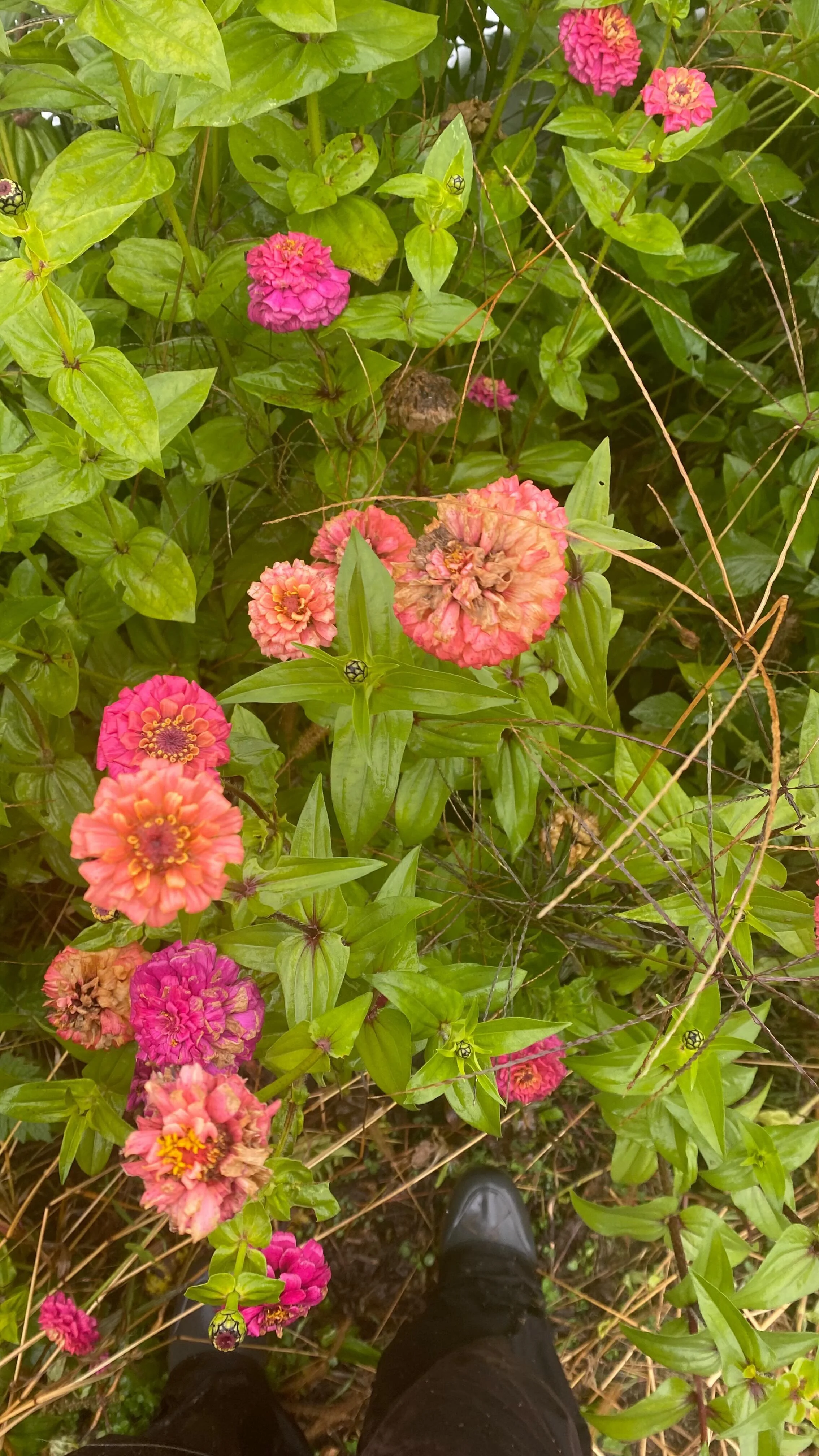 Bramble & Bloom Flower Farm