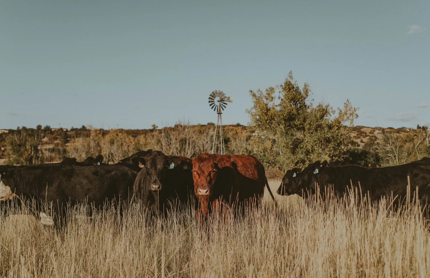 Kiana Creek Ranch | 100% Grassfed Beef | American Grassfed Association ...