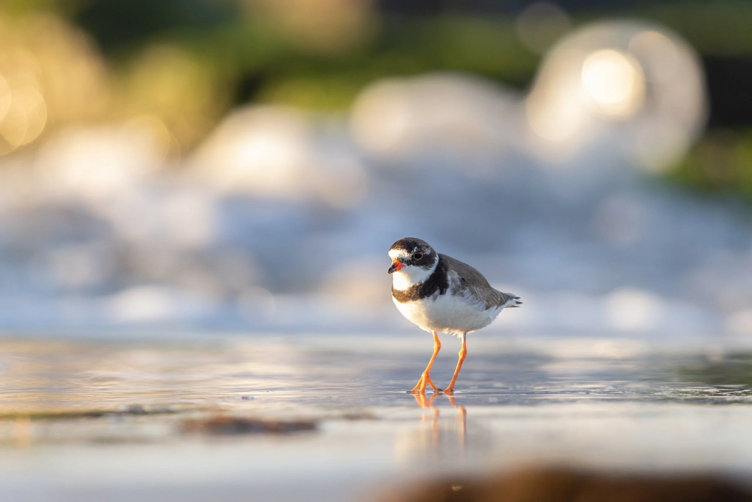 Shorebirds — Todd DeWald Photography