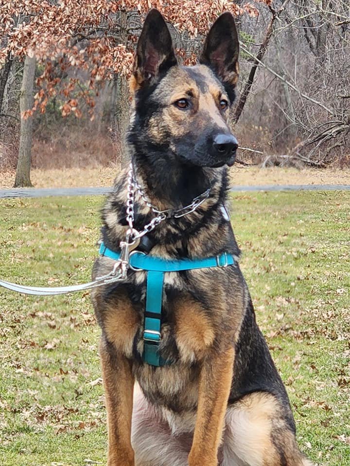 Adopt a German Shepherd Dog or puppy in New Jersey — Garden State ...