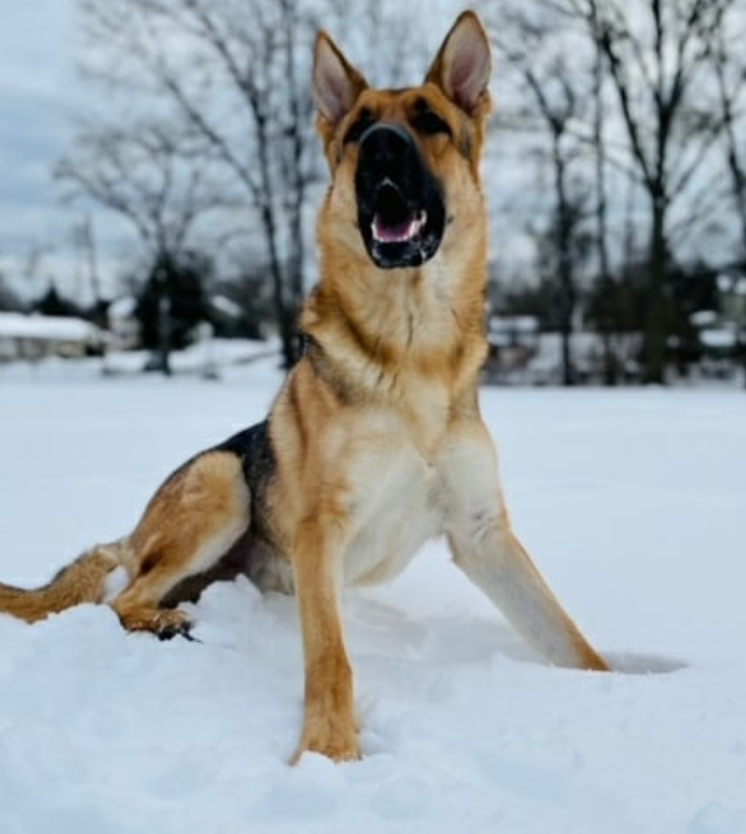 Garden State German Shepherd Rescue