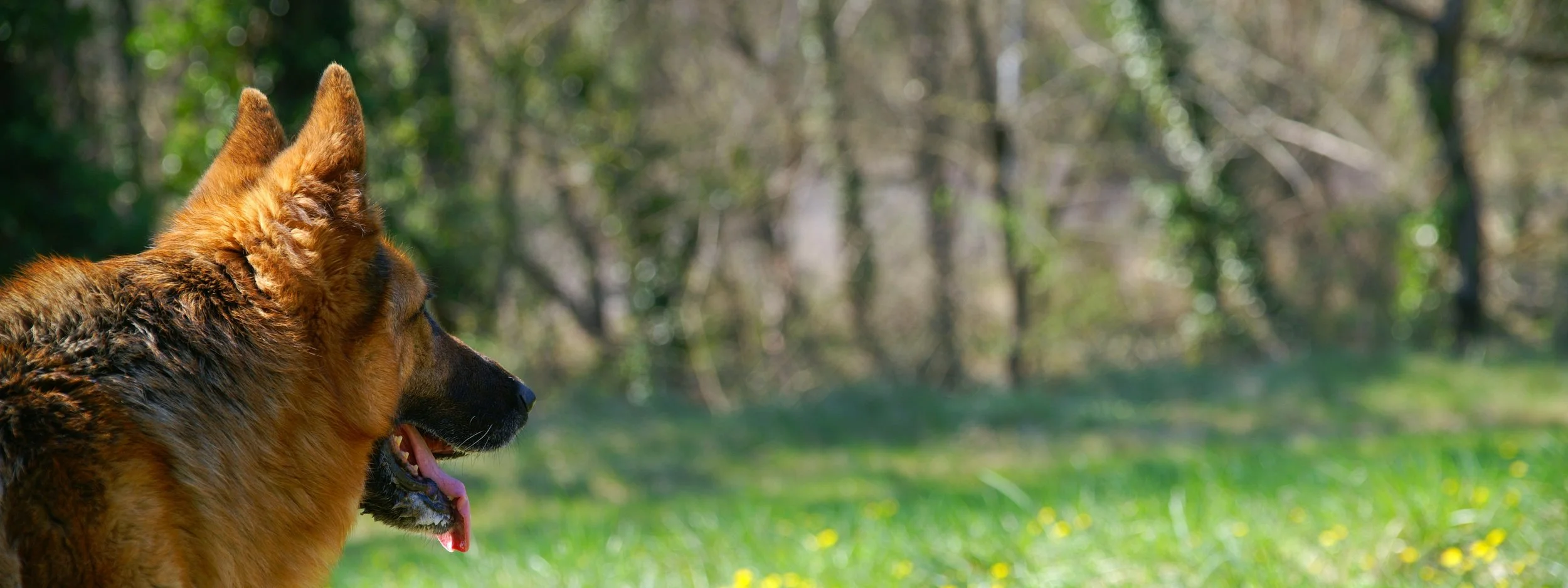 Garden State German Shepherd Rescue