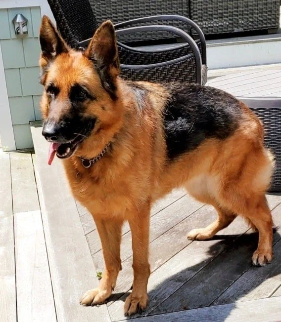 Adopt a German Shepherd Dog or puppy in New Jersey — Garden State ...