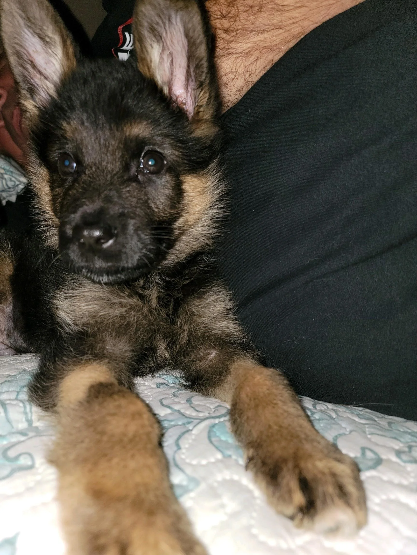 Adopt a German Shepherd Dog or puppy in New Jersey — Garden State ...