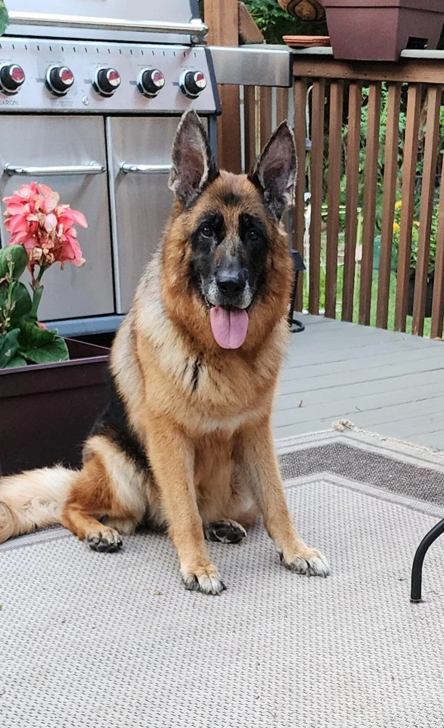 Adopt a German Shepherd Dog or puppy in New Jersey — Garden State ...