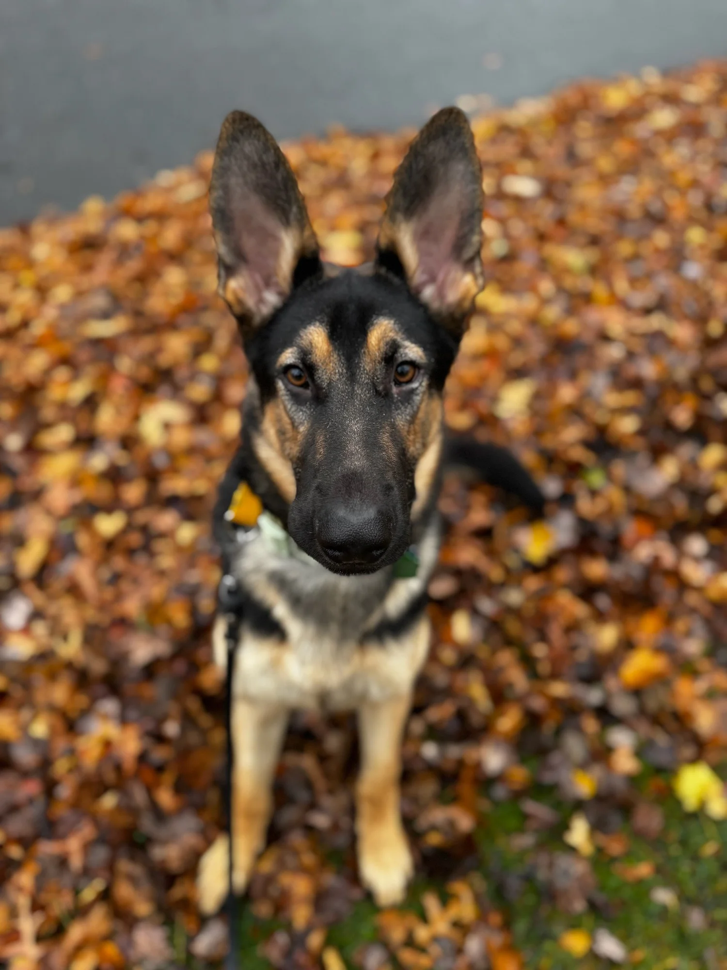 Adopt a German Shepherd Dog or puppy in New Jersey — Garden State ...