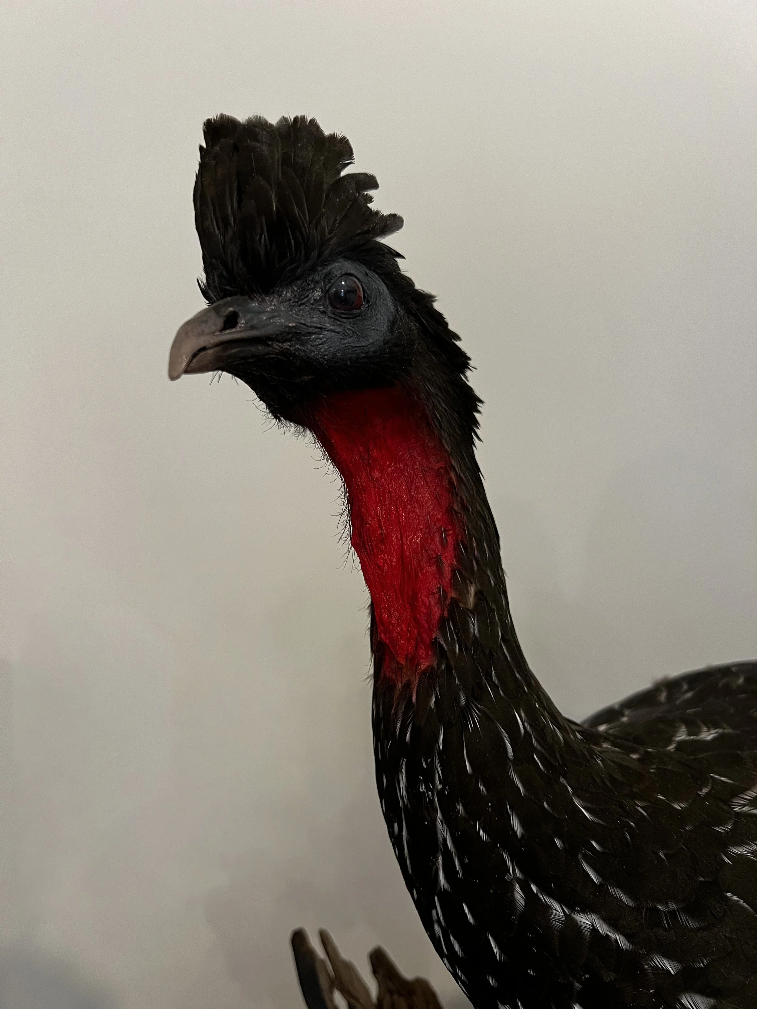 Bird Man from Moldova – Igor Carogodin the Artist - Part 2 — Mike ...