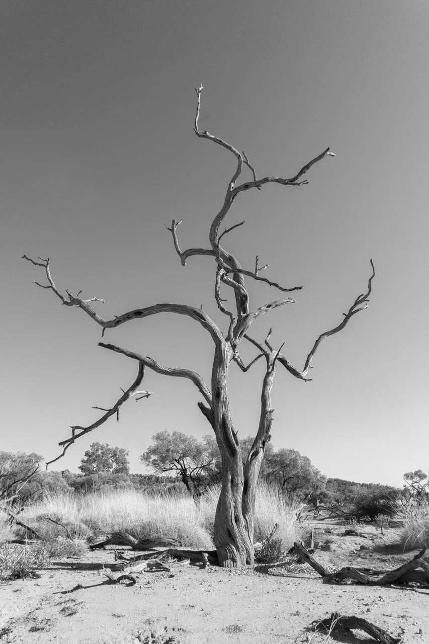 The One Tree — Aspire Gallery