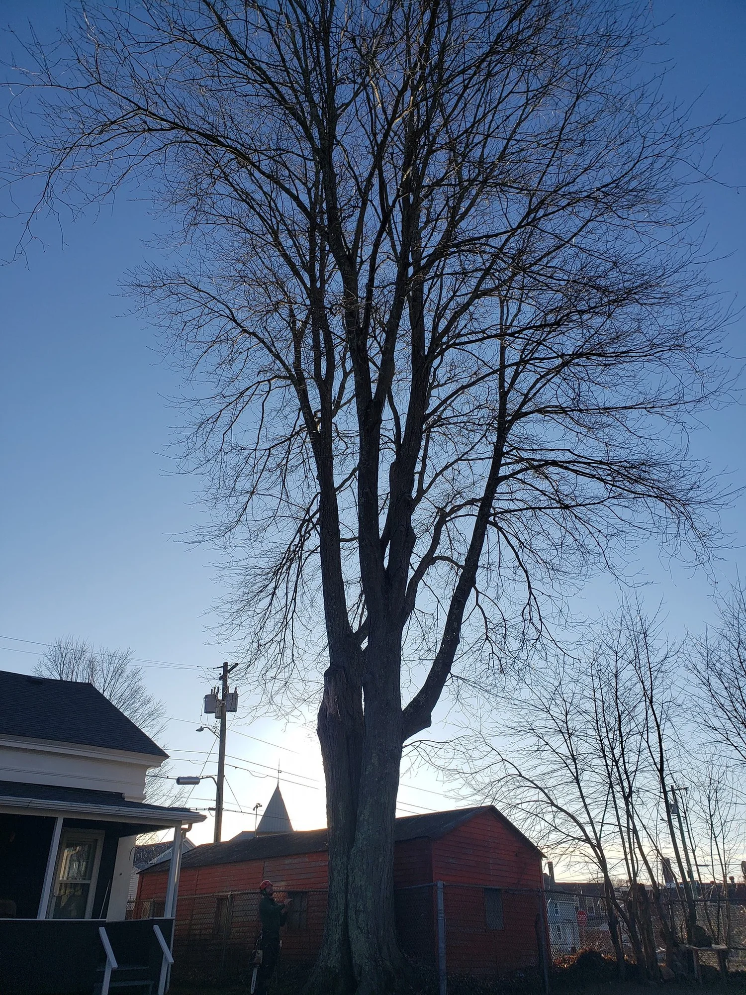 Top Notch Tree & Landscape LLC