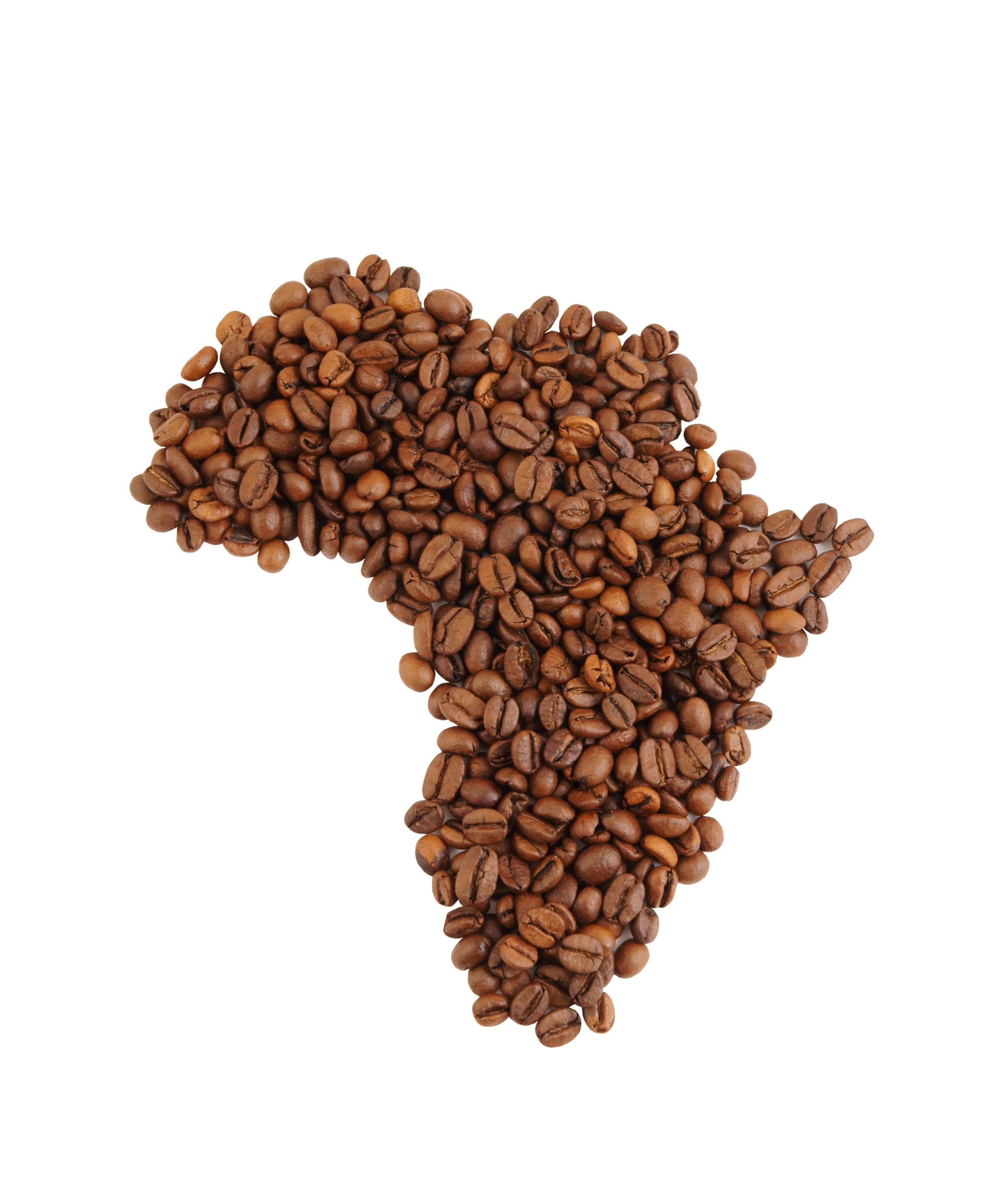 Our Process — ROOTS JAVA