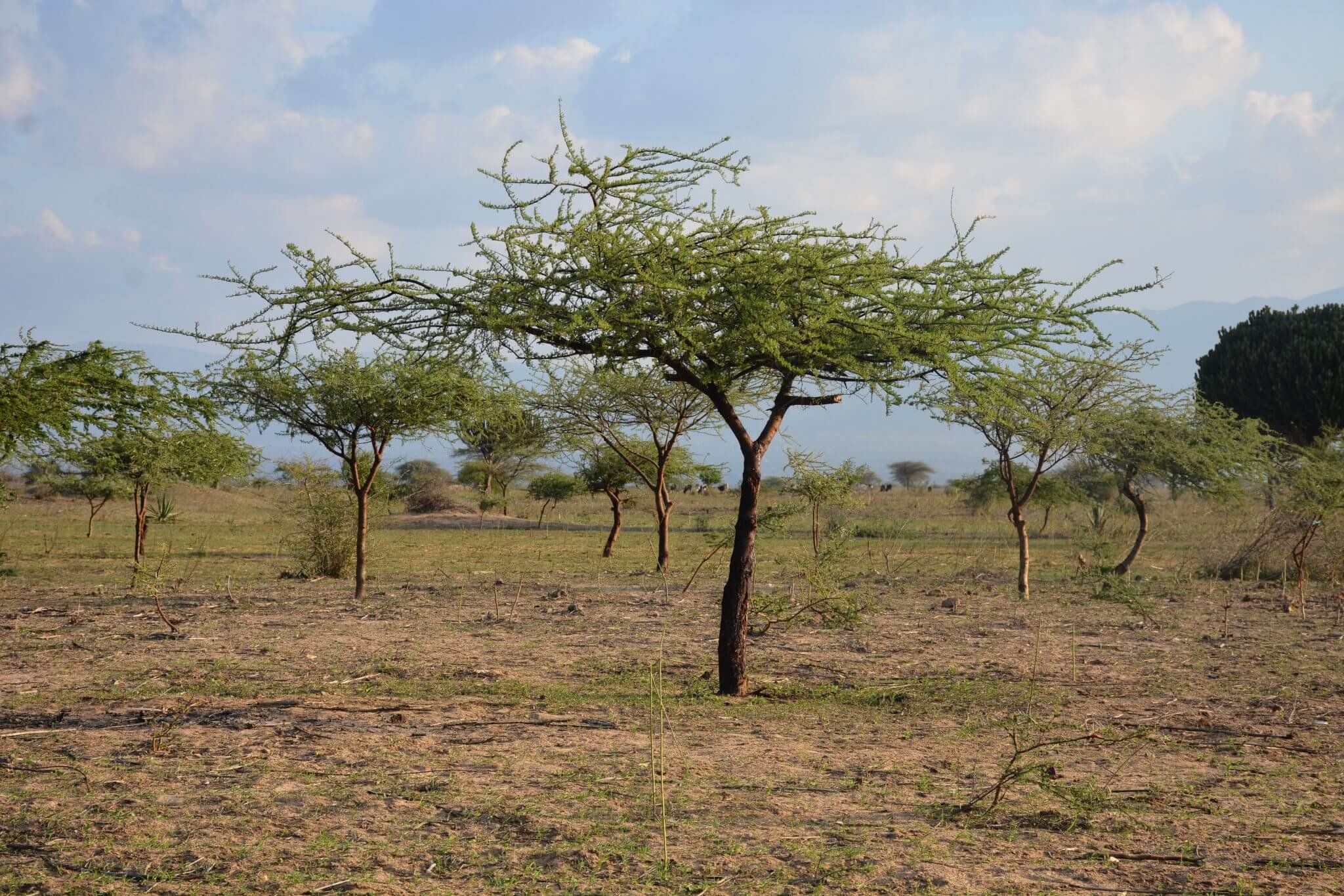 Yugen Foundation - Giving Circle voor Klimaat & Biodiversiteit