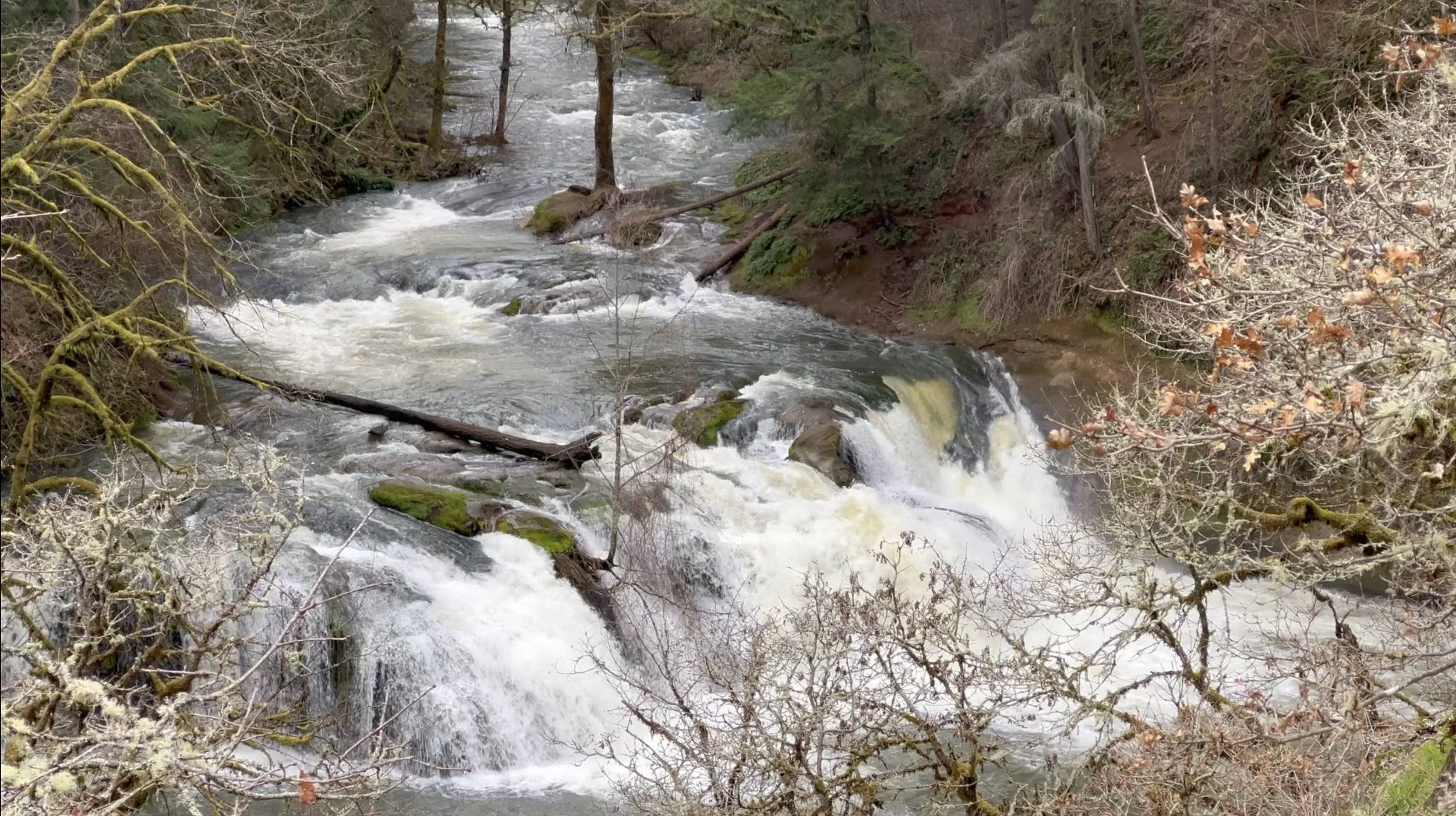Lacamas Park: Not Your Ordinary Suburban Park - Adventures with Holly ...
