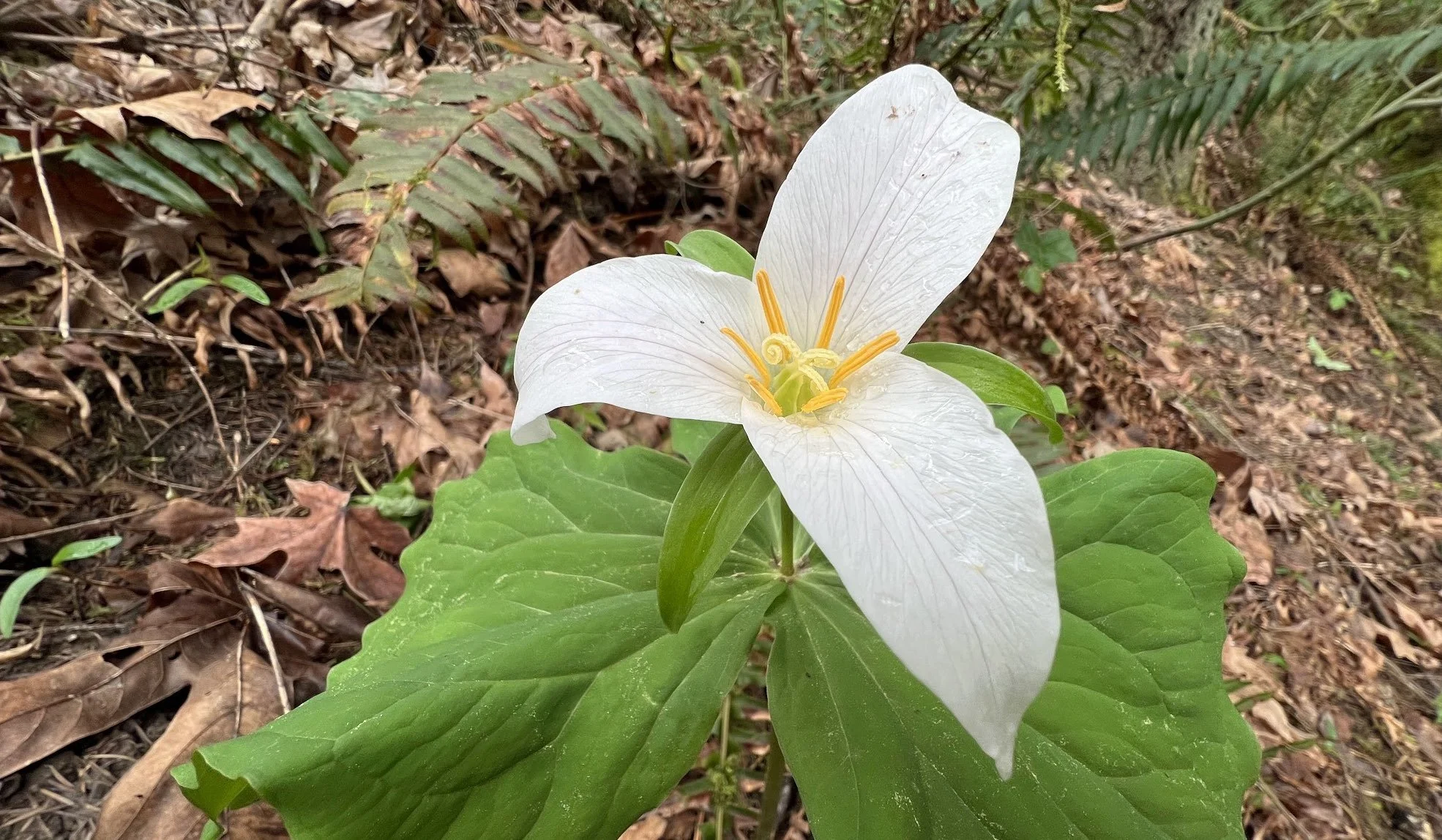 Hotspot for Trilliums in Oregon: Tryon Creek State Natural Area ...