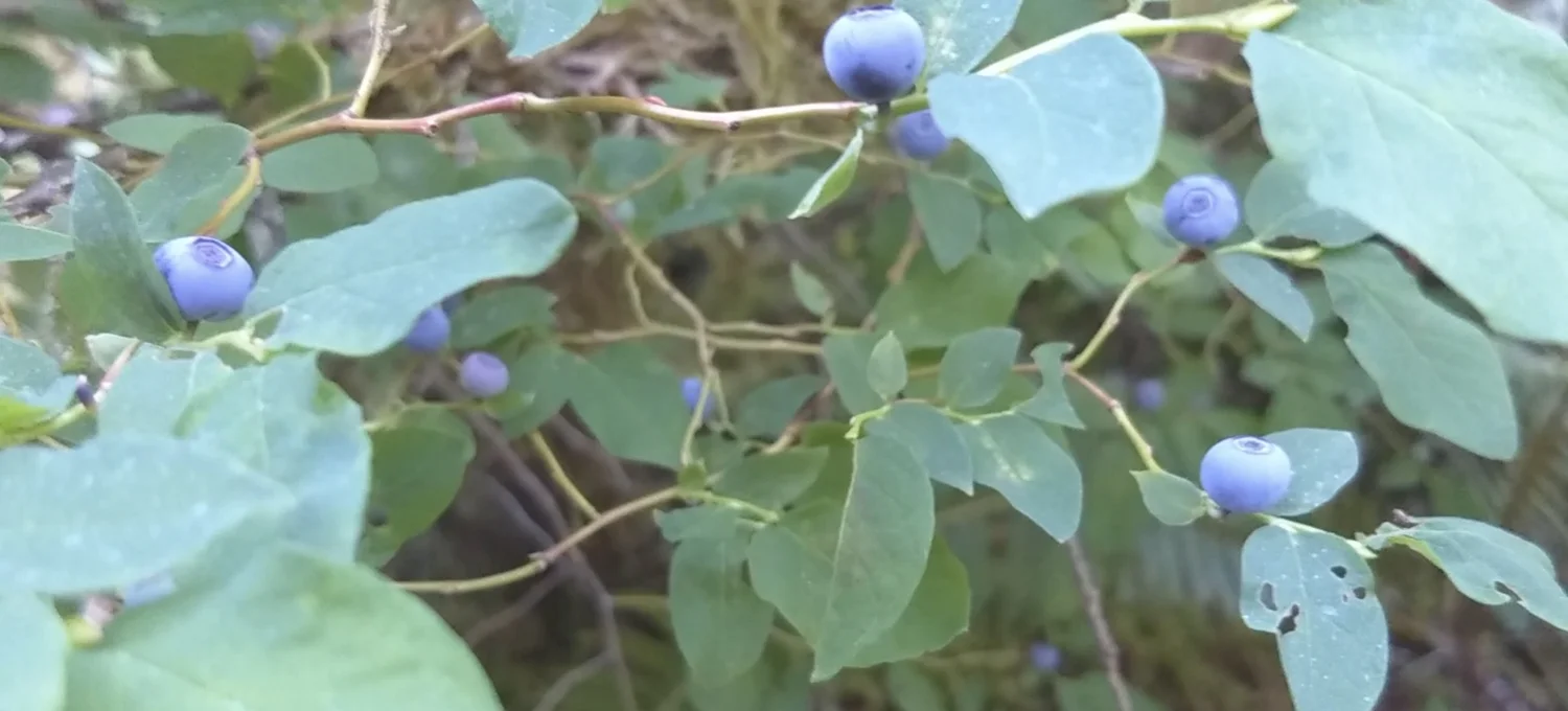 7 Edible Berries of the Pacific Northwest - Adventures with Holly & Bryan