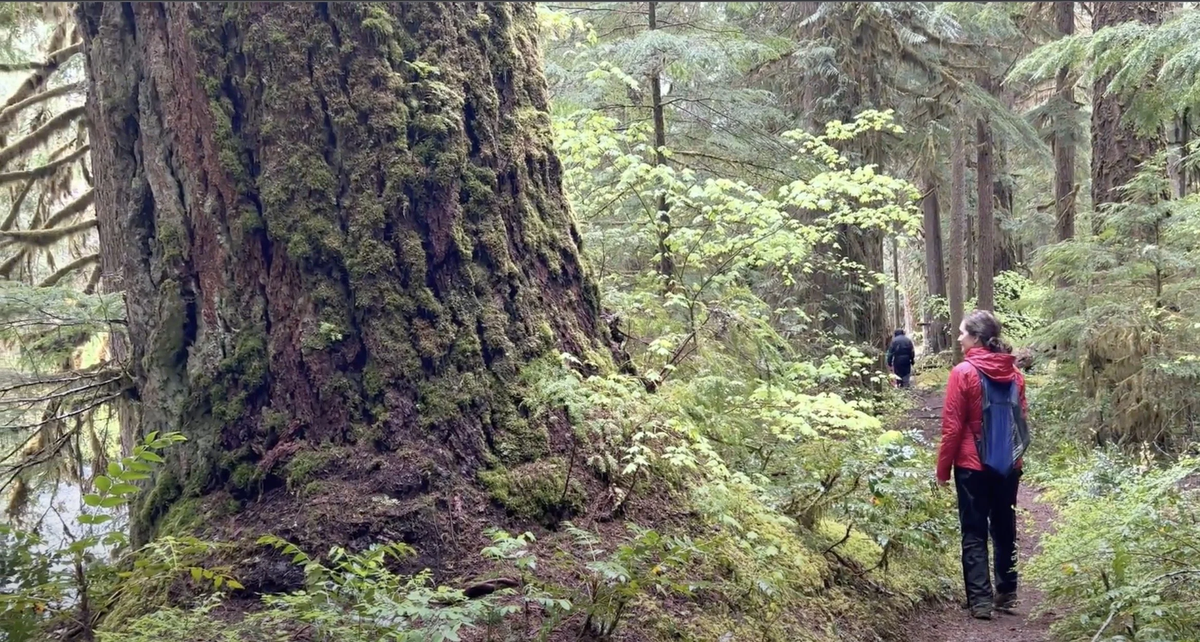 McKenzie River Trail: 3-Day Hiking Itinerary & Guide - Adventures with ...