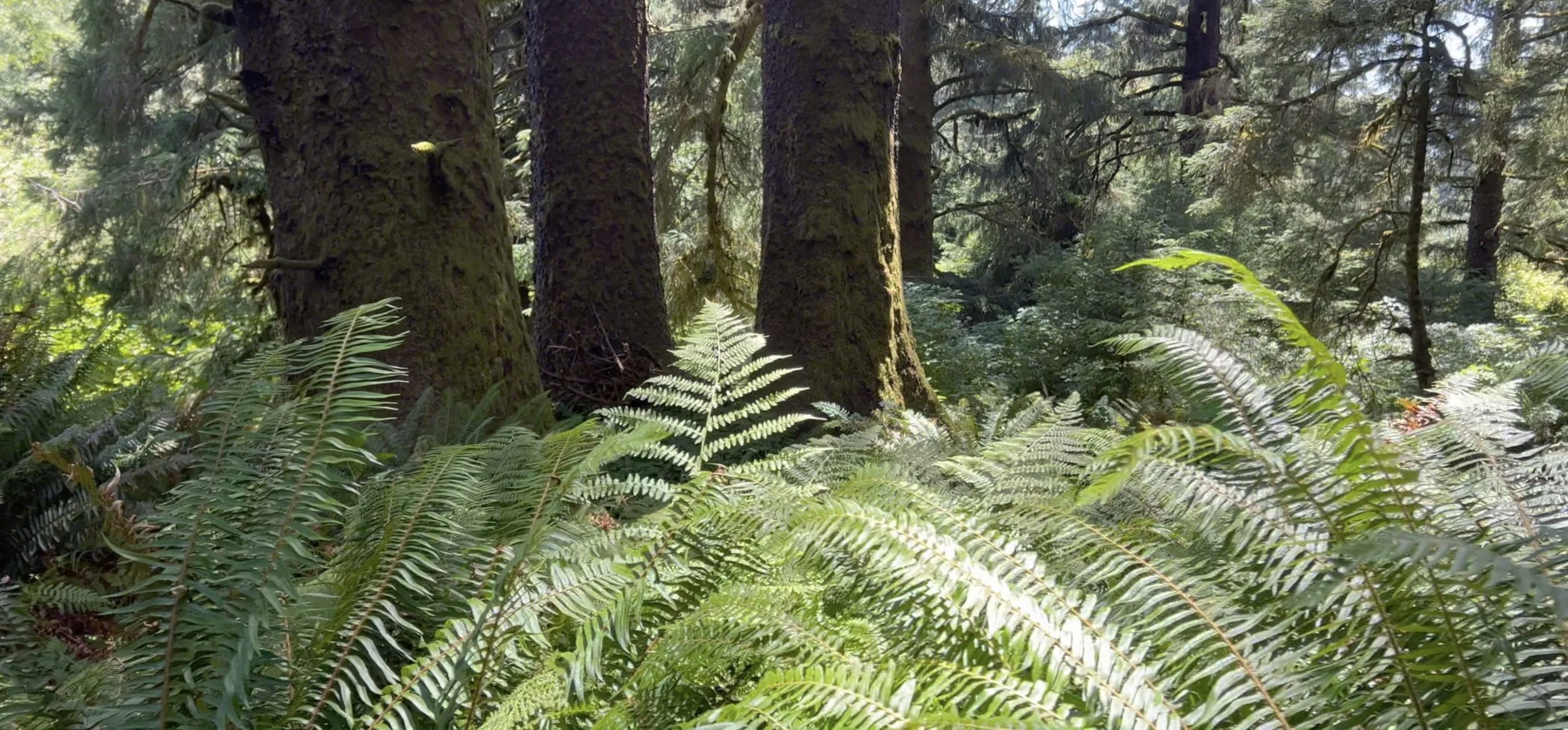 5 Tips for the Cascade Head Trail near Lincoln City, Oregon ...
