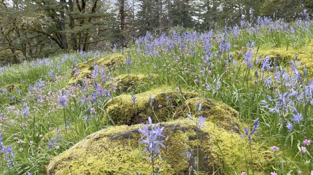 Lacamas Park: Not Your Ordinary Suburban Park - Adventures with Holly ...