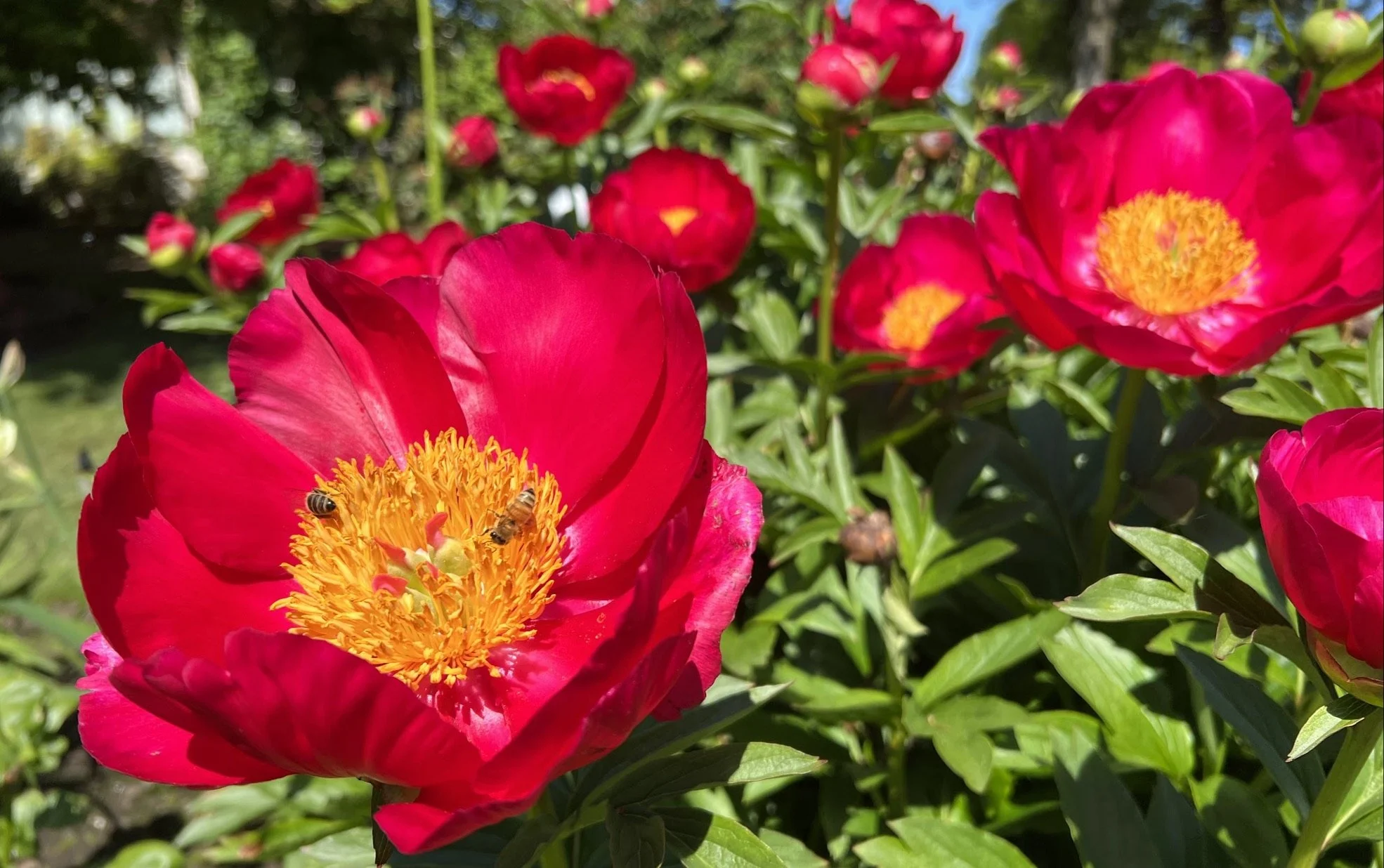 Guide to 10 Fabulous Flower Farms and Gardens in Oregon - Adventures ...