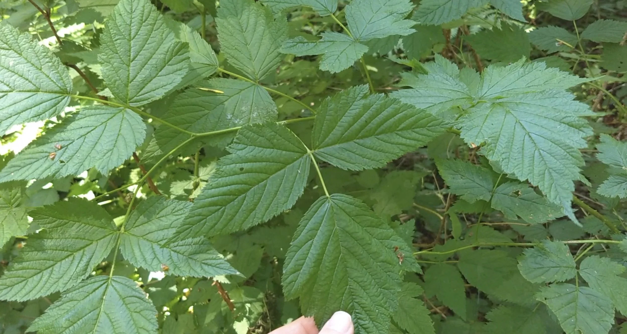 7 Edible Berries of the Pacific Northwest - Adventures with Holly & Bryan