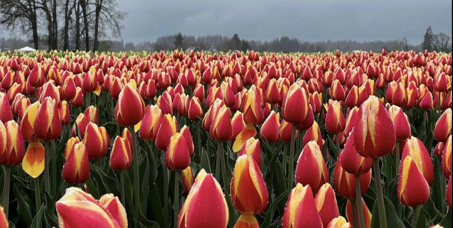 Guide to 10 Fabulous Flower Farms and Gardens in Oregon - Adventures ...
