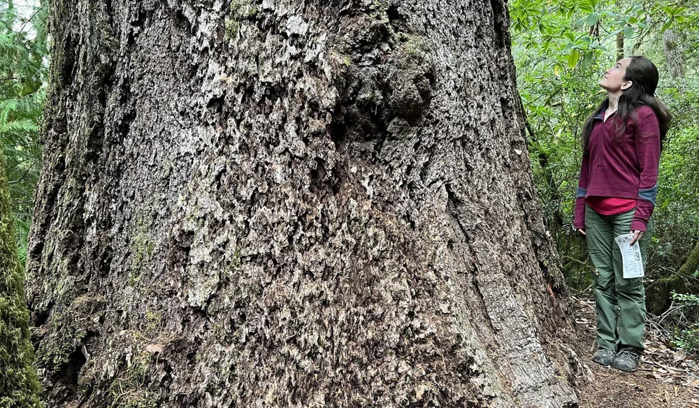 Big Trees of Oregon: 3 Top Old-Growth Forest Hikes - Adventures with ...