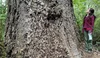 Big Trees of Oregon: 3 Top Old-Growth Forest Hikes - Adventures with ...