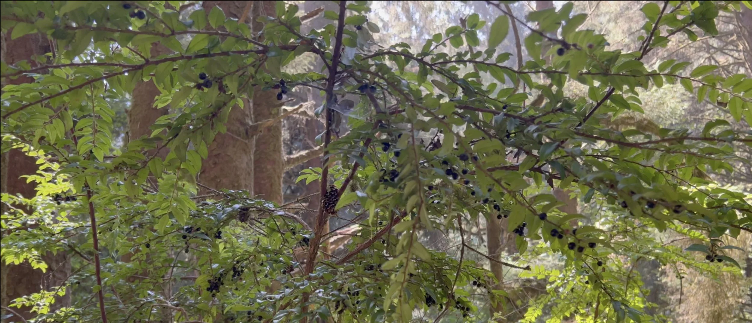 7 Edible Berries of the Pacific Northwest - Adventures with Holly & Bryan