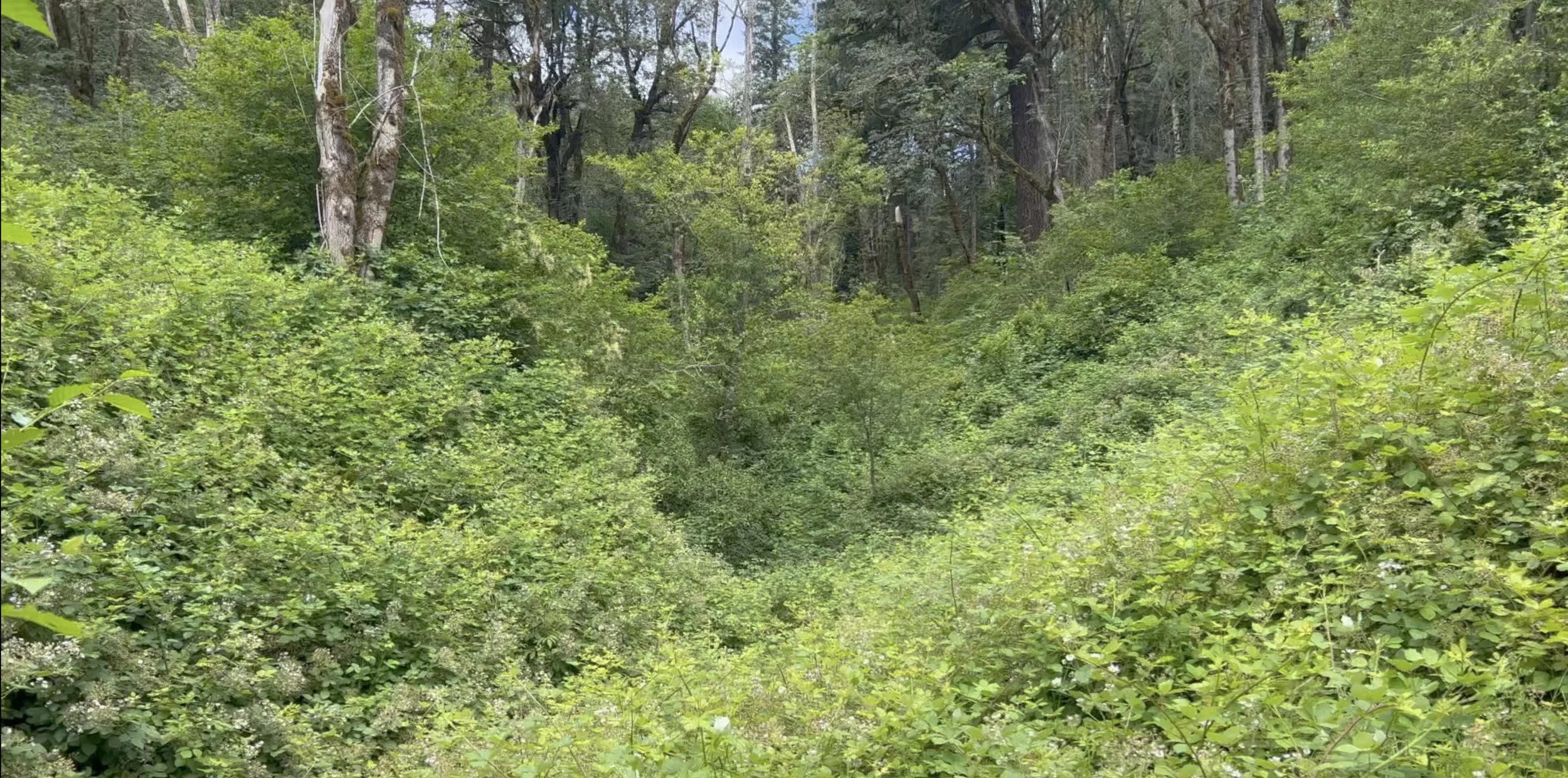 7 Edible Berries of the Pacific Northwest - Adventures with Holly & Bryan