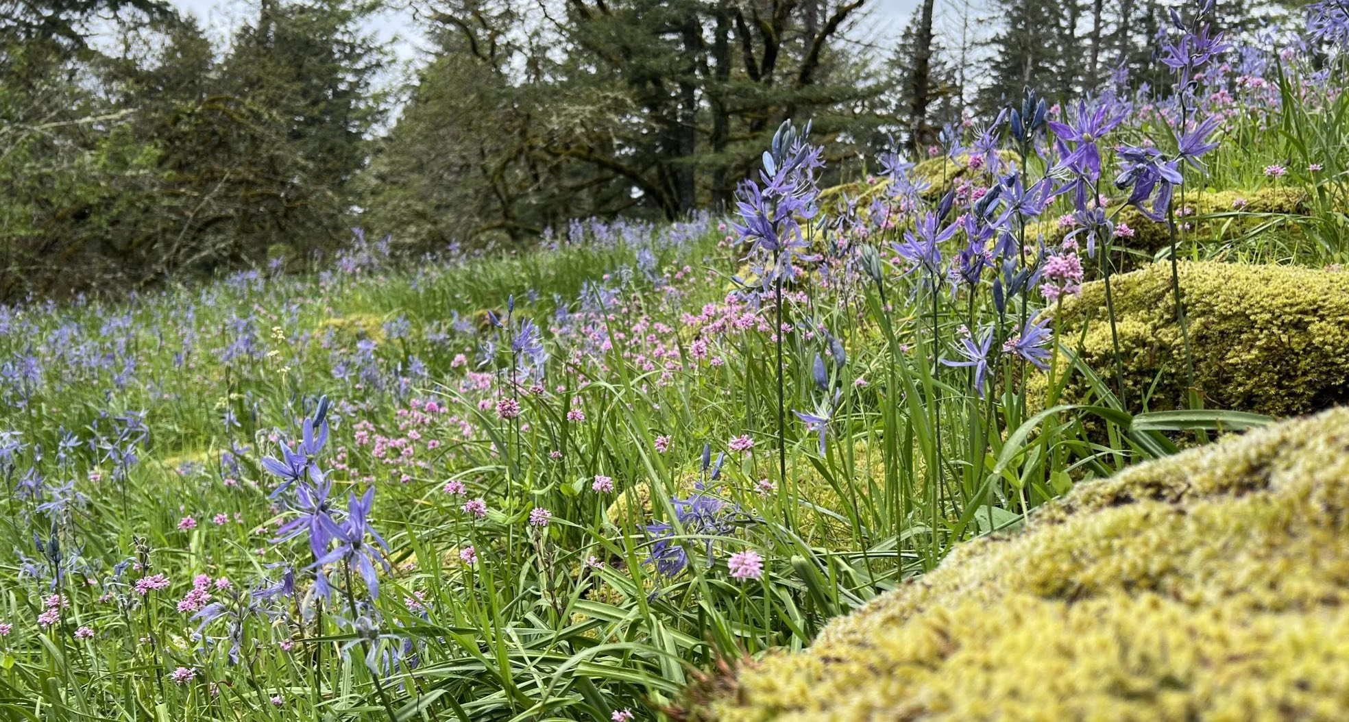 How to See the Camas Lily Fields at Lacamas Park - Adventures with ...