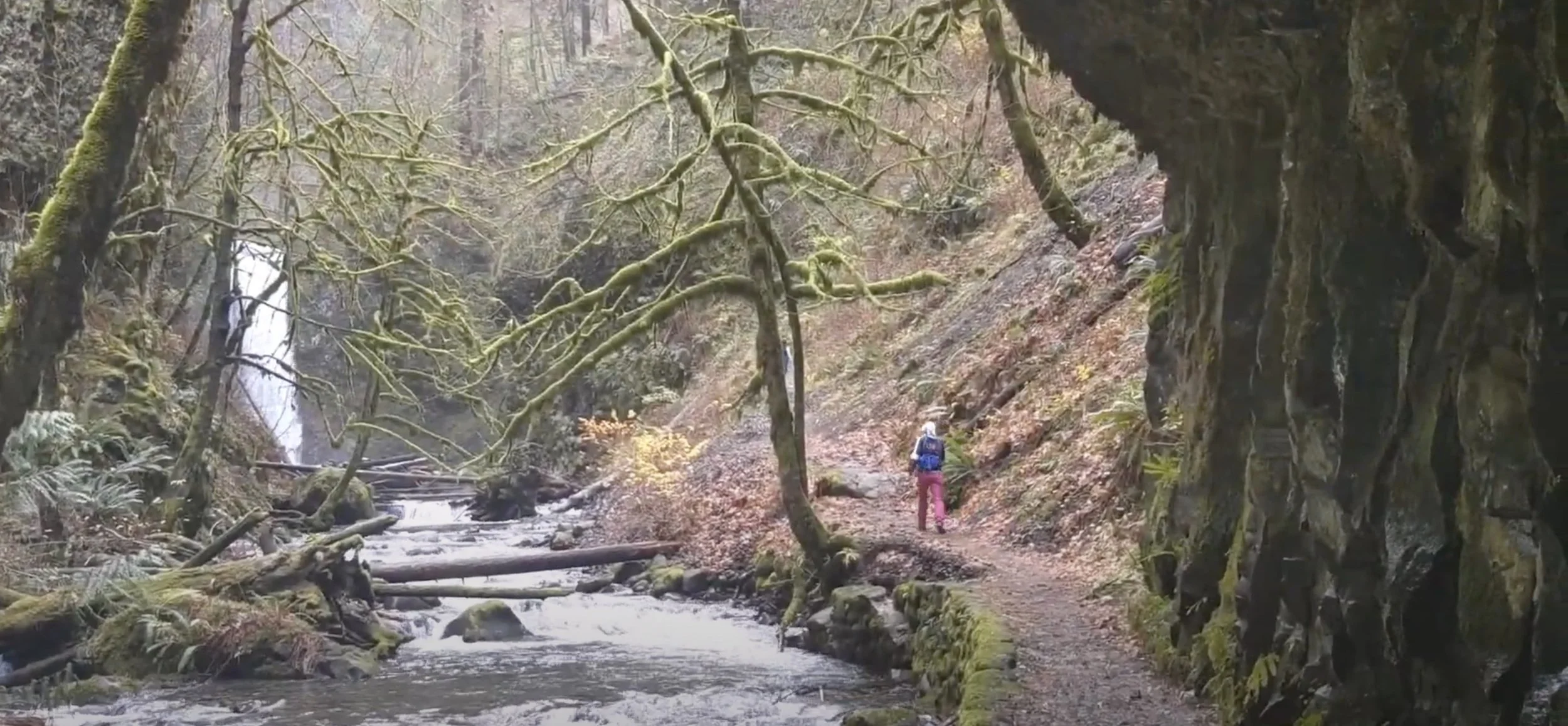 Hiking Multnomah Falls: What Most People Miss - Adventures with Holly ...