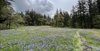 How to See the Camas Lily Fields at Lacamas Park - Adventures with ...