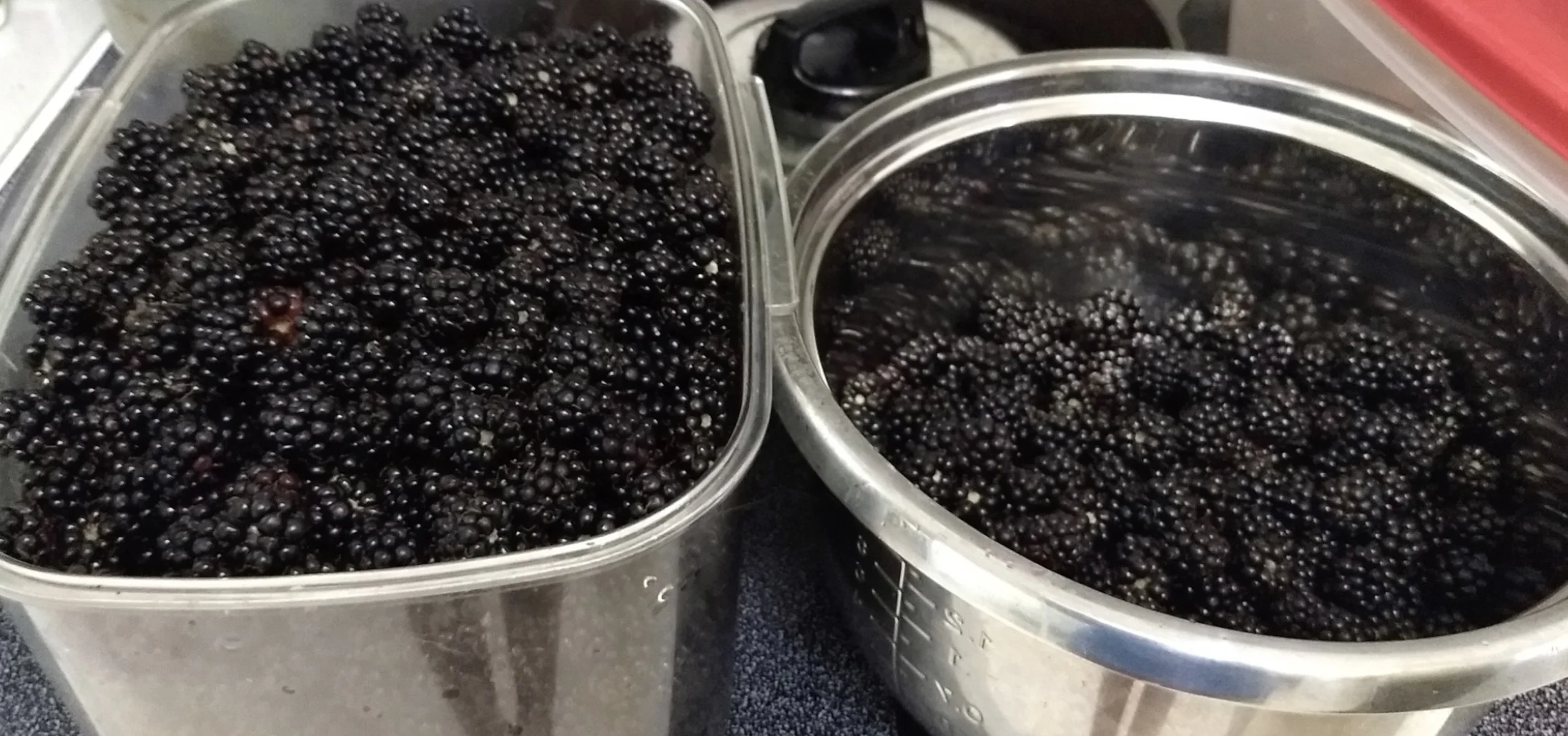 7 Edible Berries of the Pacific Northwest - Adventures with Holly & Bryan