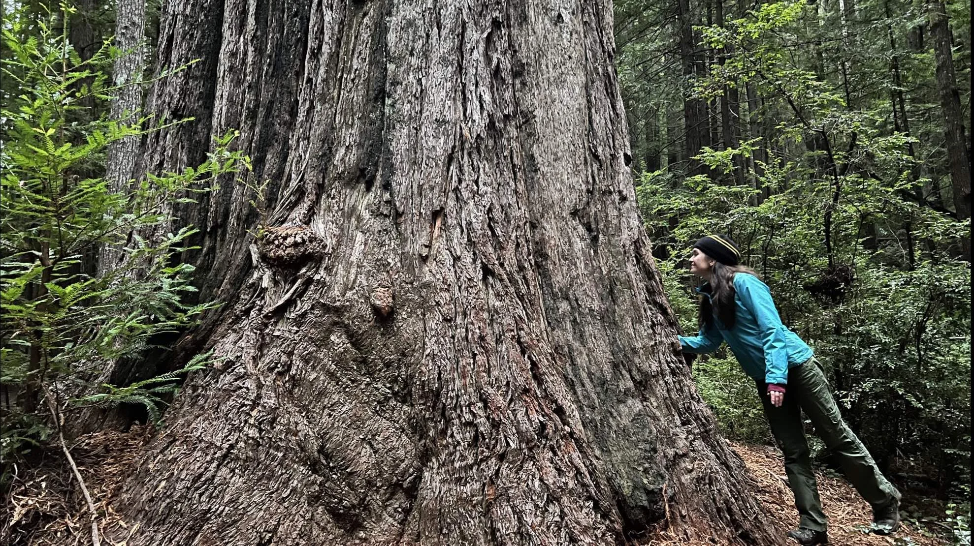 Big Trees of Oregon: 3 Top Old-Growth Forest Hikes - Adventures with ...