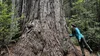 Big Trees of Oregon: 3 Top Old-Growth Forest Hikes - Adventures with ...