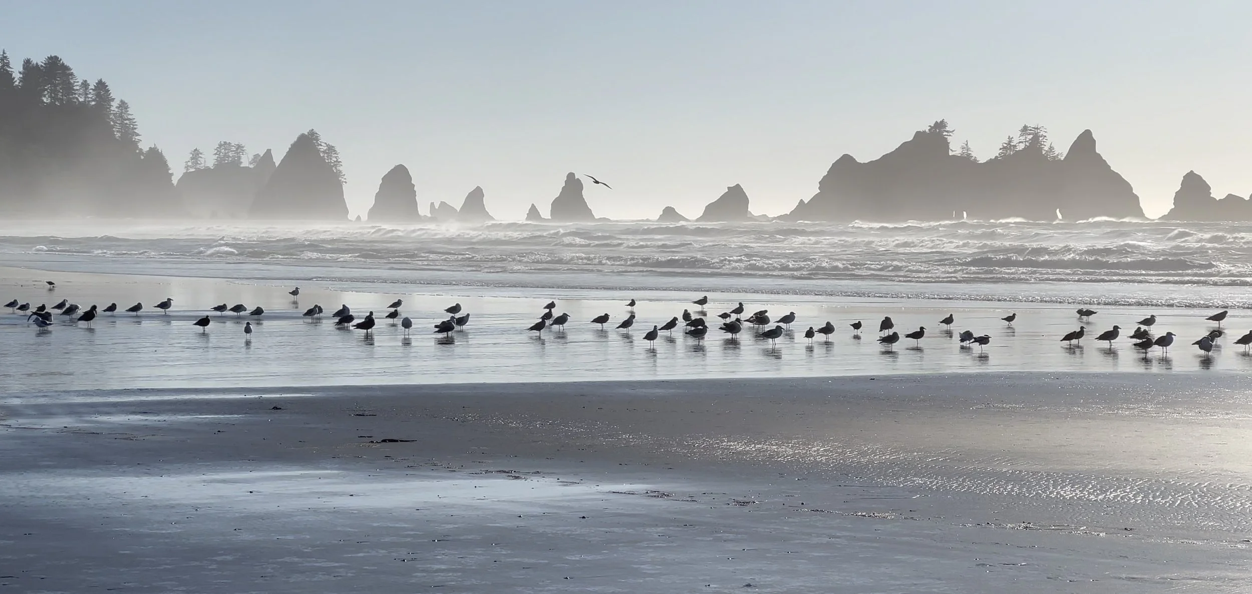 Hike of a Lifetime: Point of Arches and Shi Shi Beach Trail ...