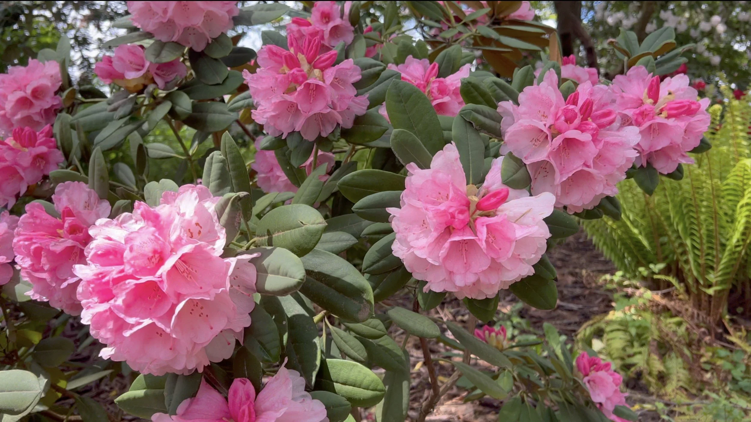 Crystal Springs Rhododendron Garden
