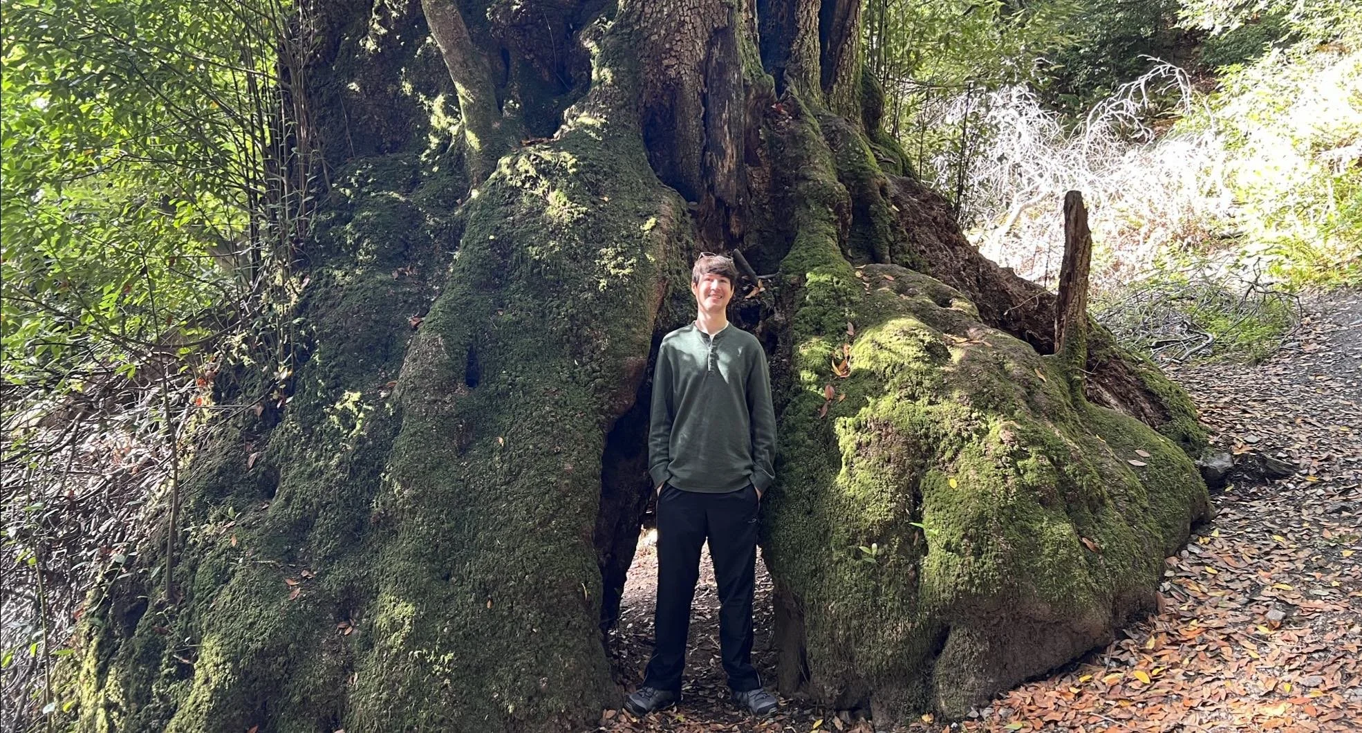 Big Trees of Oregon: 3 Top Old-Growth Forest Hikes - Adventures with ...