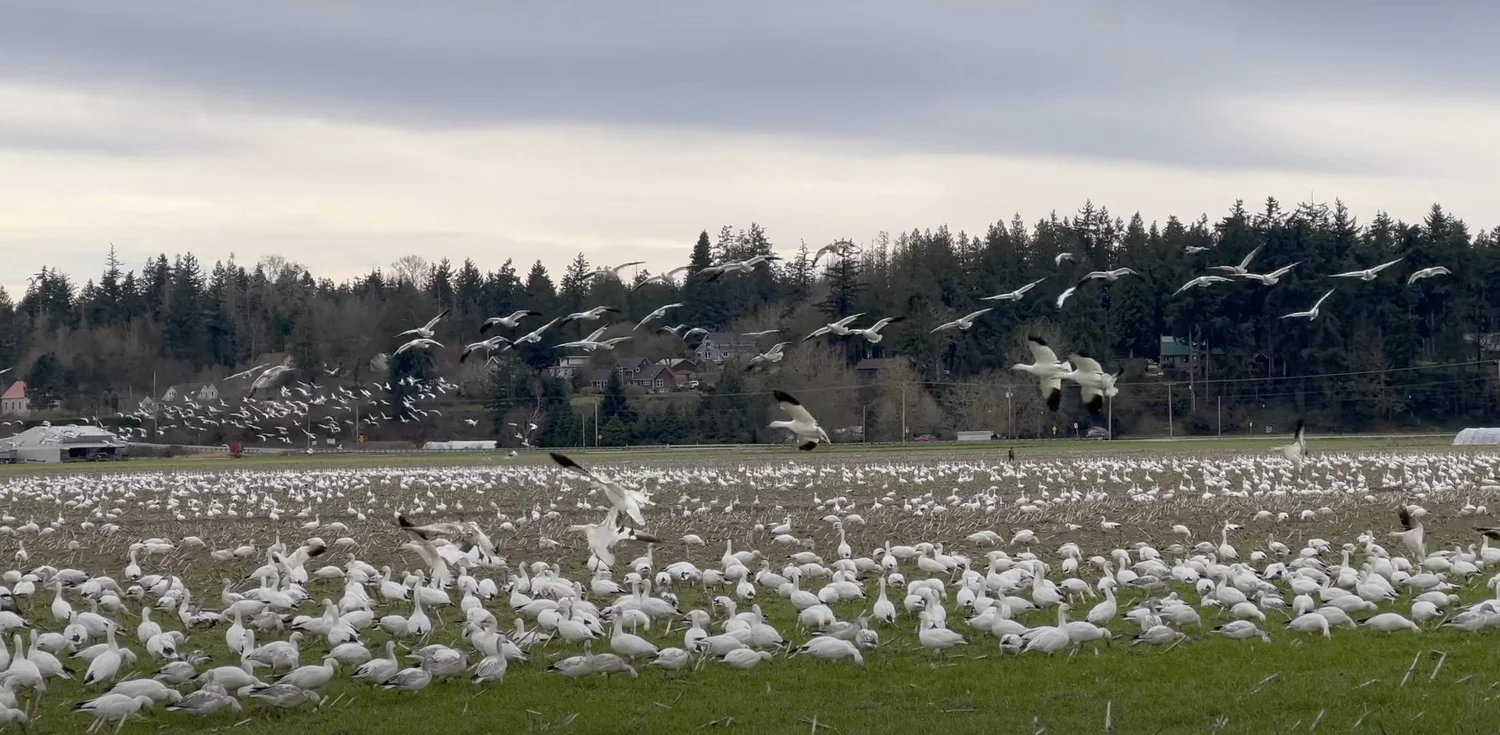 How to See the Skagit Valley Snow Geese - Adventures with Holly & Bryan