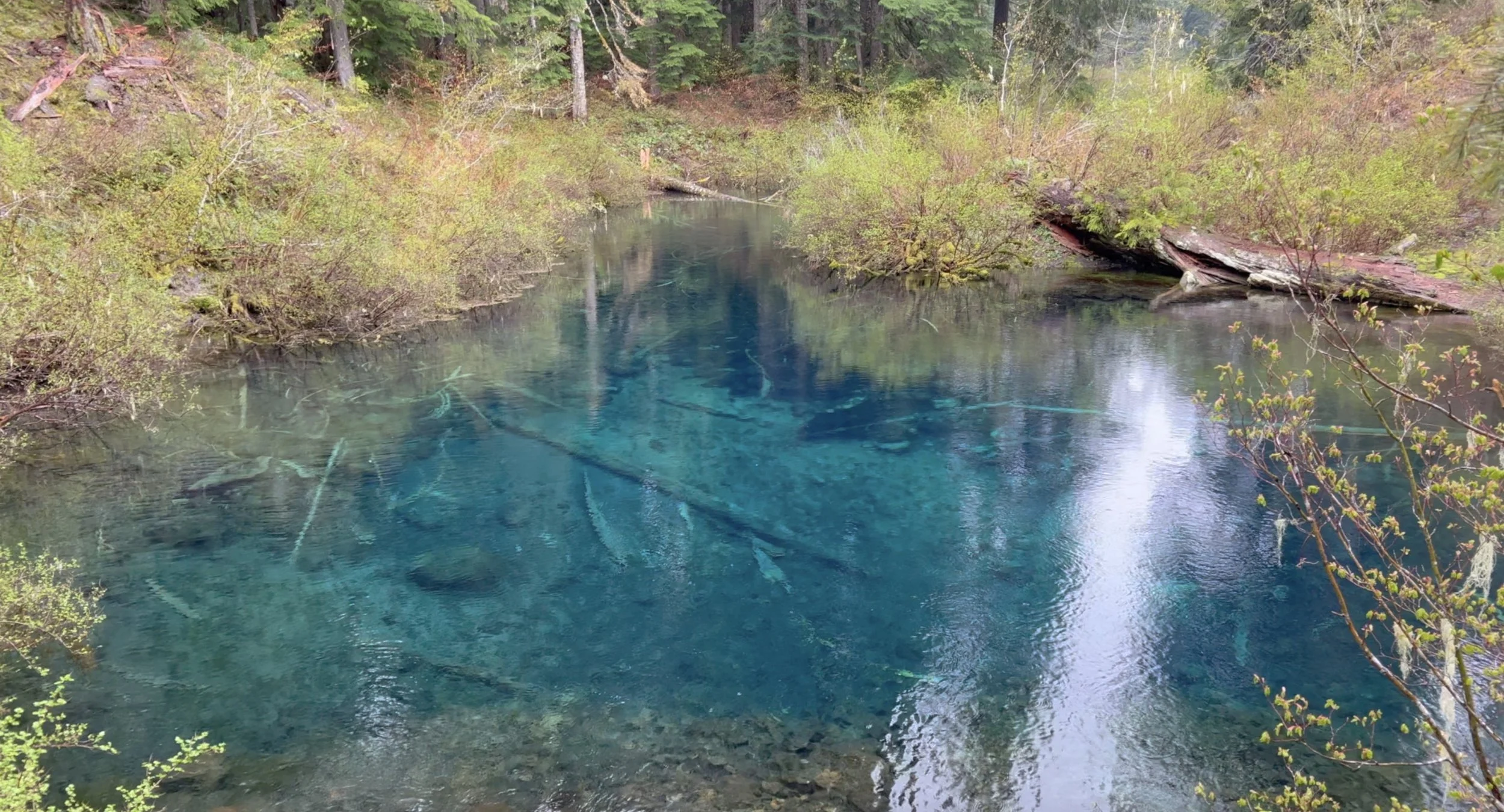 McKenzie River Trail: 3-Day Hiking Itinerary & Guide - Adventures with ...