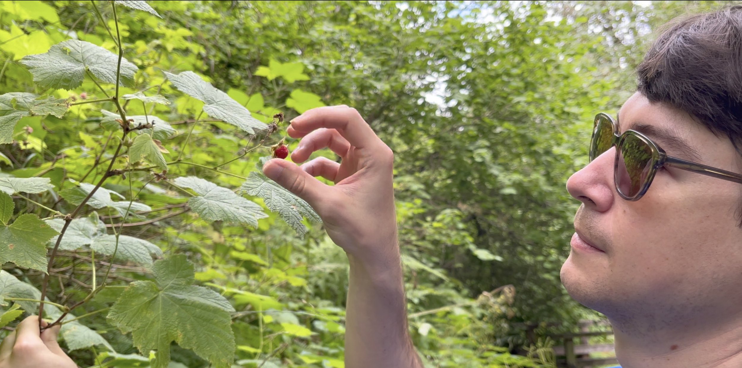 7 Edible Berries of the Pacific Northwest - Adventures with Holly & Bryan