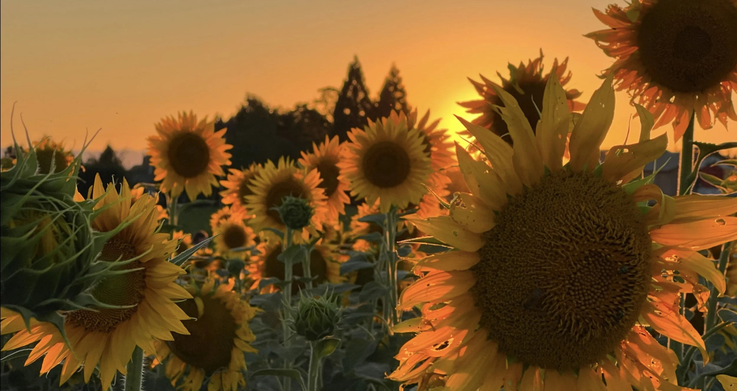 Guide to 10 Fabulous Flower Farms and Gardens in Oregon - Adventures ...